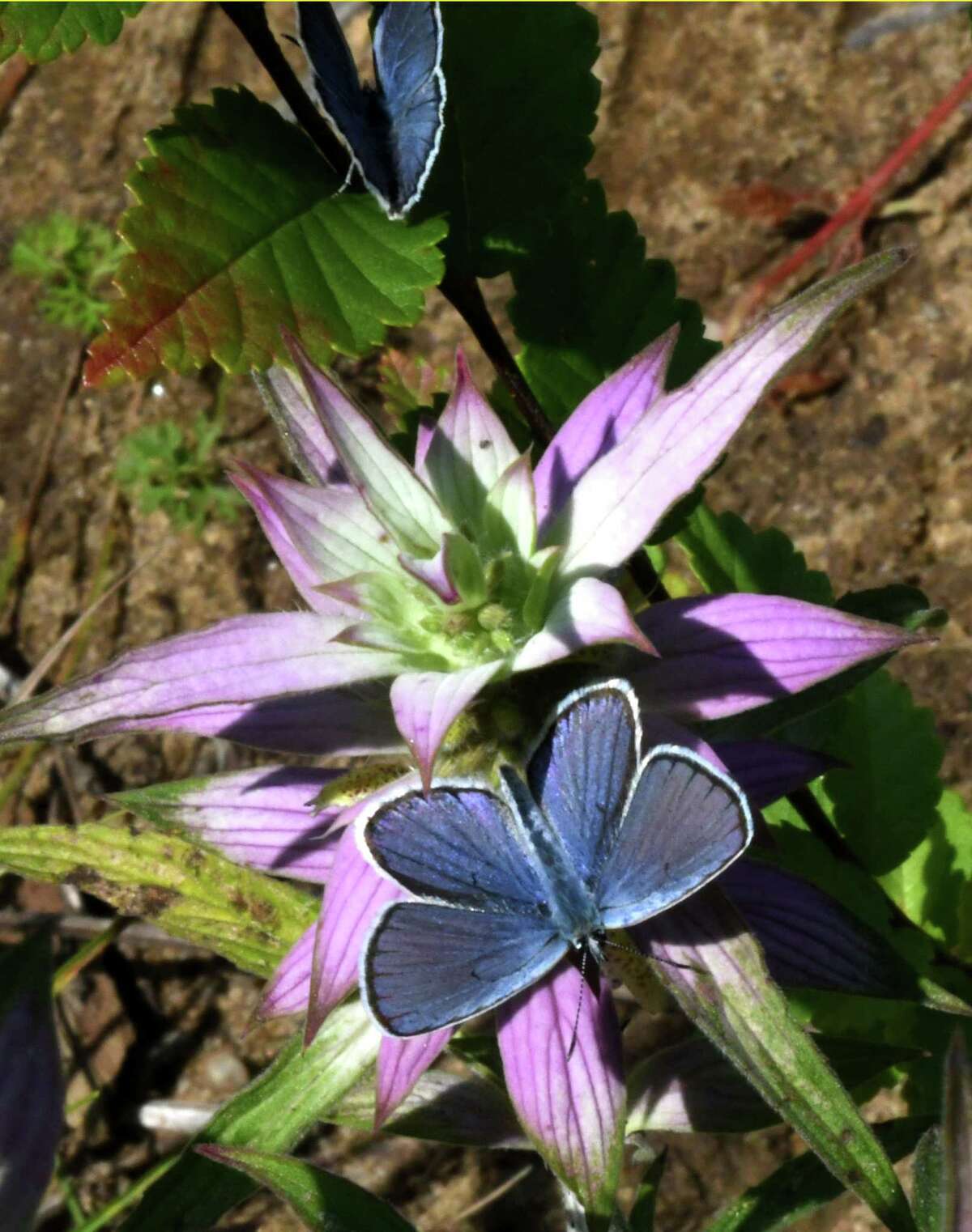 More Karner blues released in Pine Bush