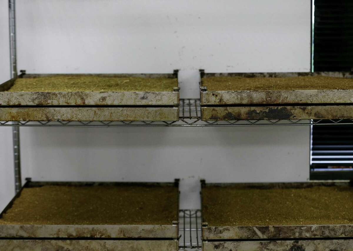 Massive Houston hemp facility has its eyes on a cannabis-infused future