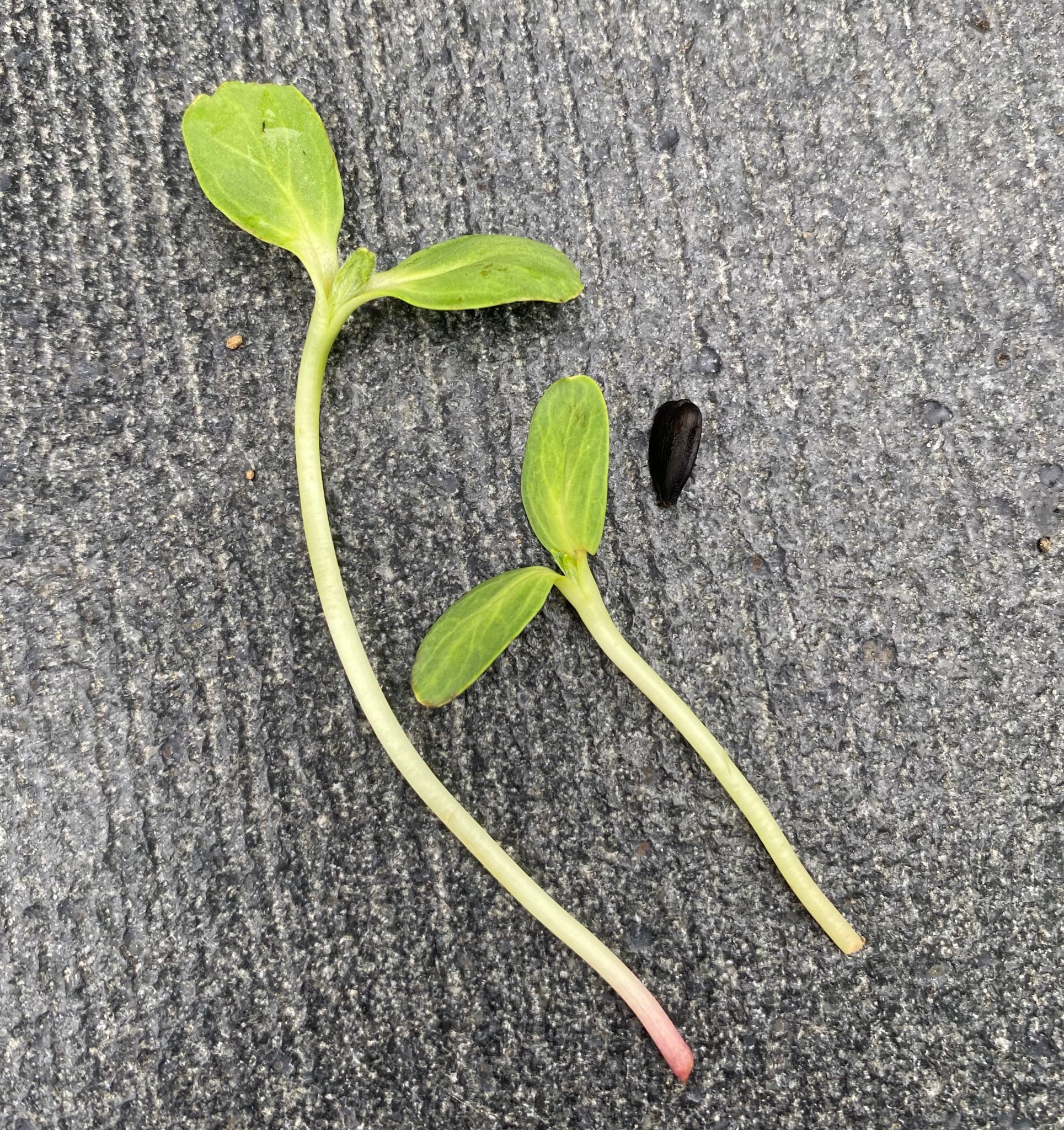 Farmers market spotlight: Sunflower shoots