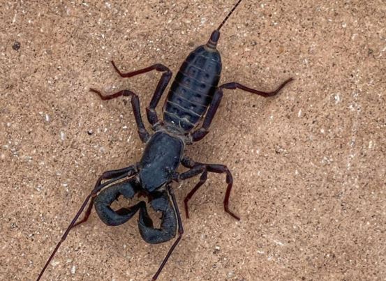 Seven rarest, weirdest creatures found in Texas in 2021