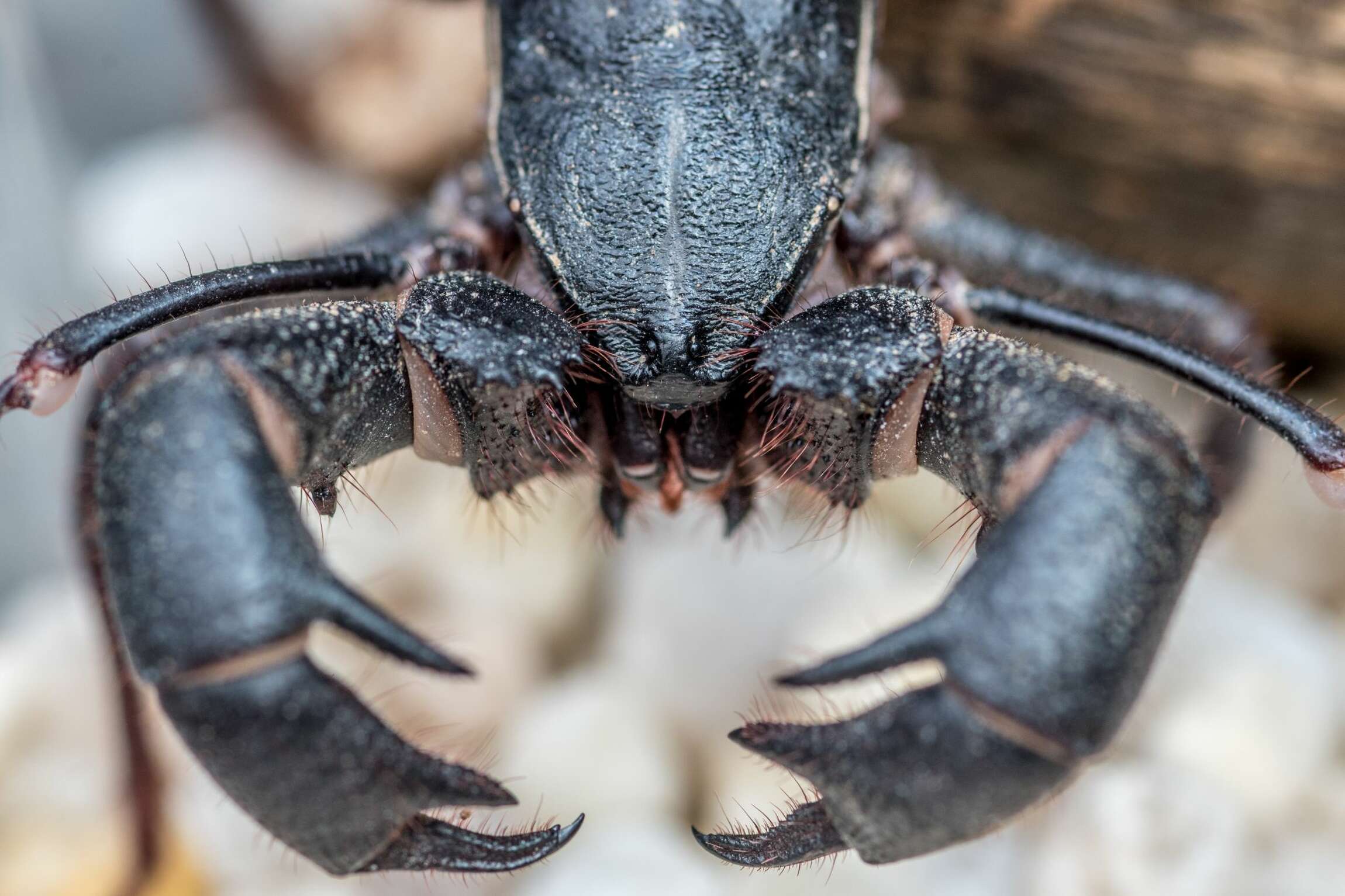 The vinegaroons are coming out in Texas - Land lobsters from hell ...