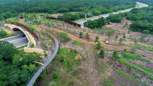Ringtail, bobcat and armadillo spotted at Tobin Land Bridge