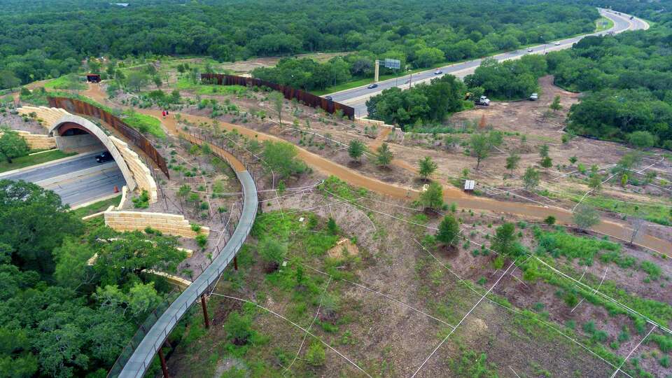Ringtail, bobcat and armadillo spotted at Tobin Land Bridge