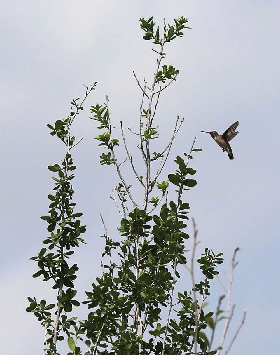 The best medium-size trees for San Antonio landscapes