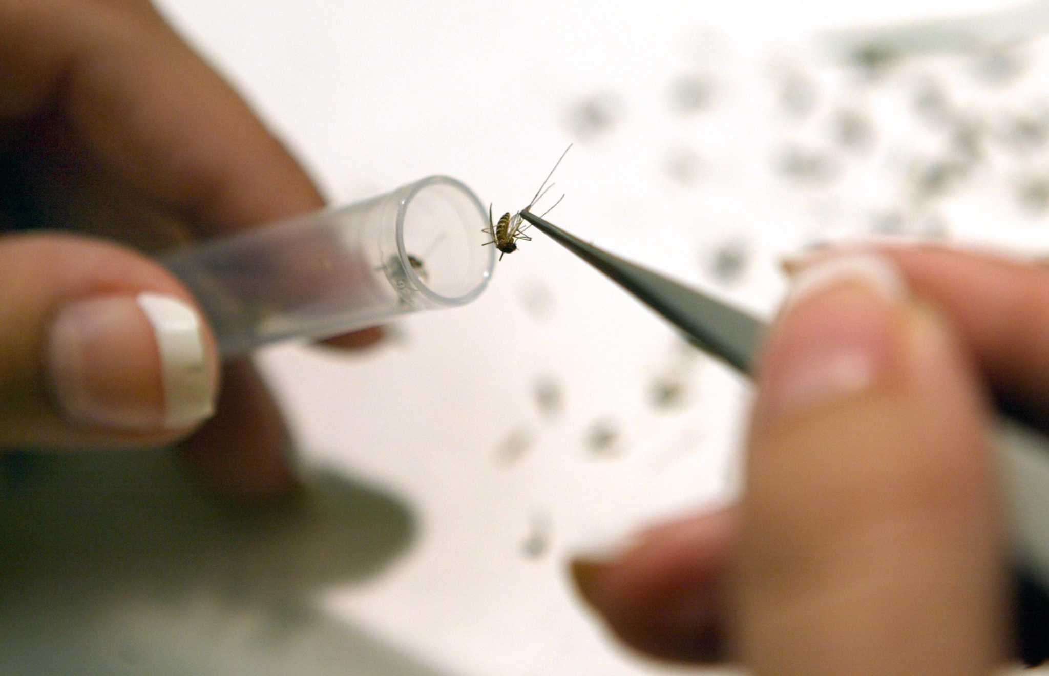 Health officials: Conditions ideal for mosquito explosion