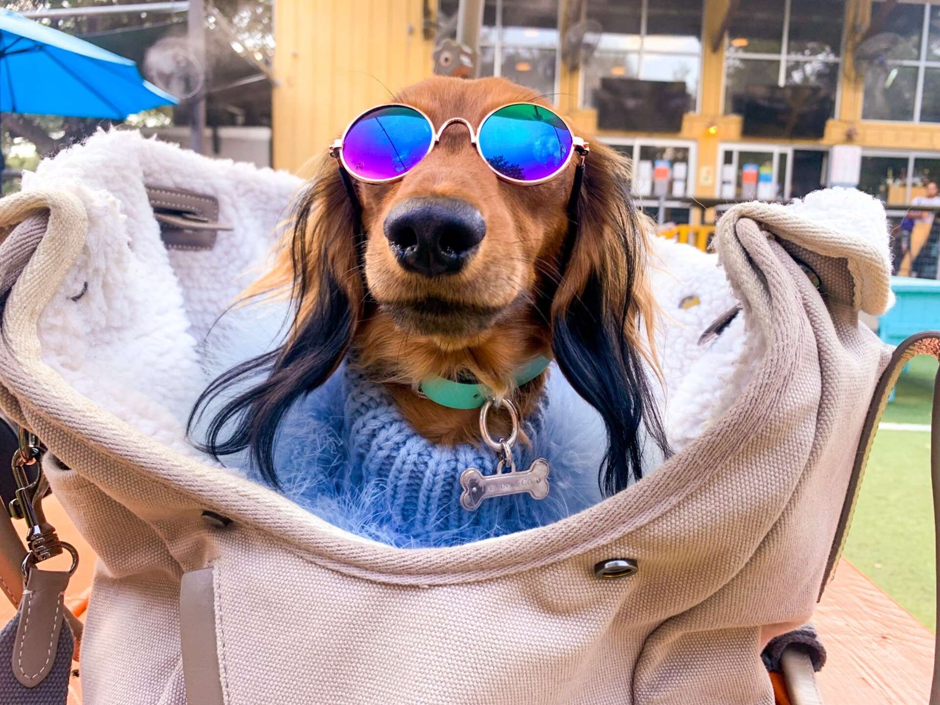 The secret lives of San Antonio's Instagram-famous dogs