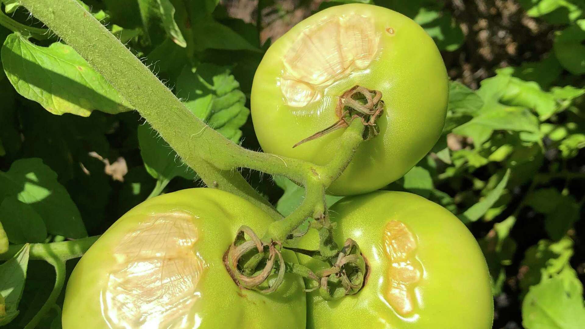 All the recent San Antonio rain left tomatoes vulnerable to sunscald