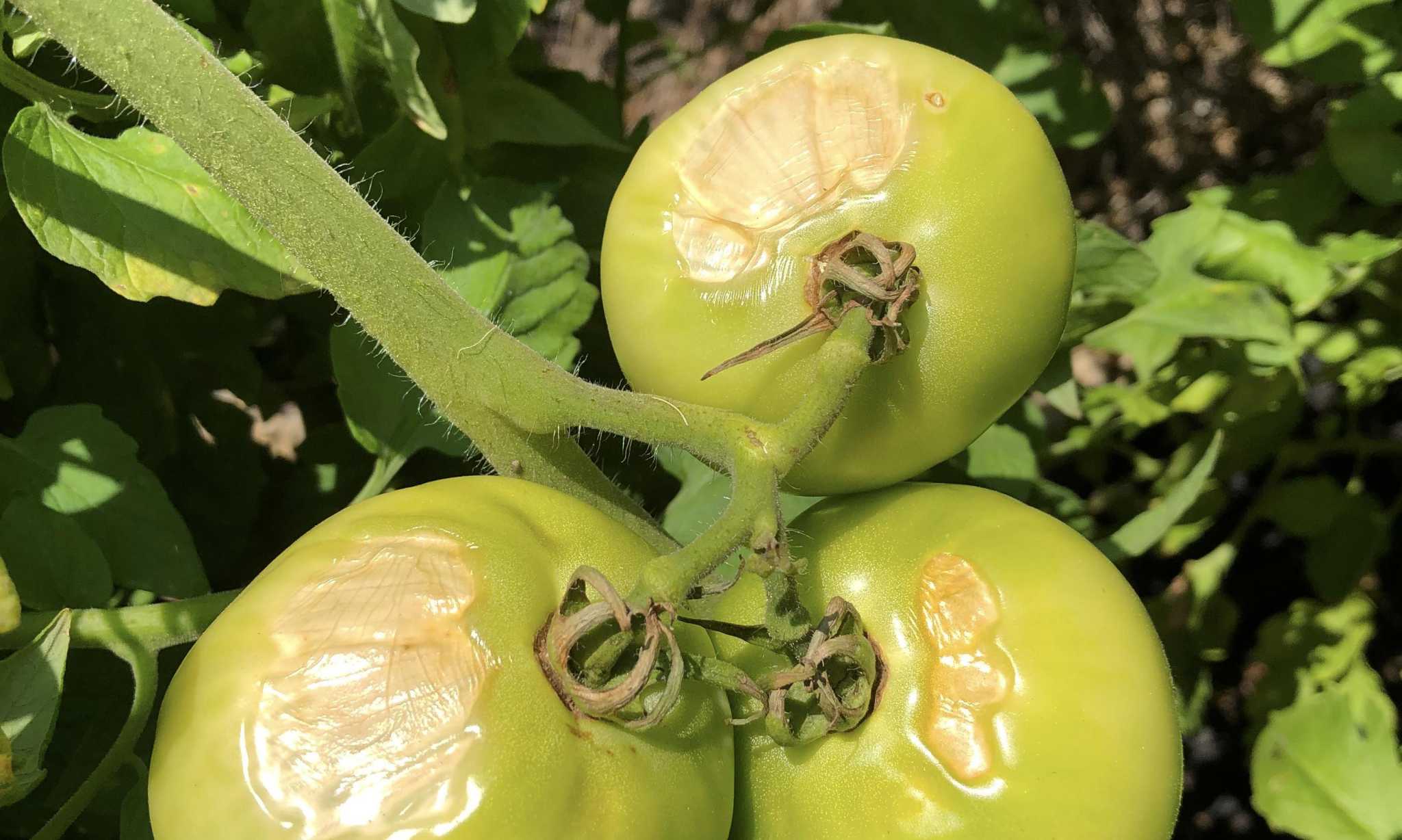 All the recent San Antonio rain left tomatoes vulnerable to sunscald