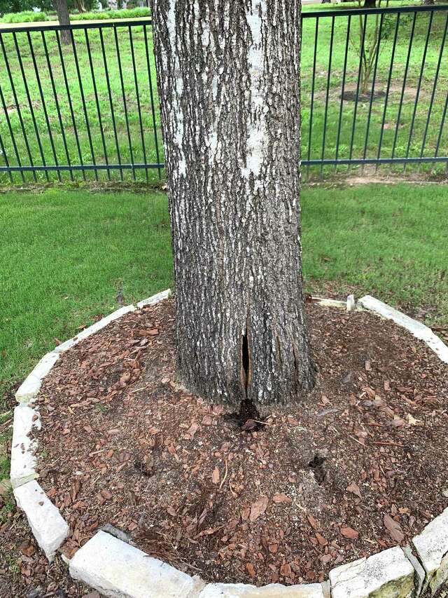 All the recent San Antonio rain left tomatoes vulnerable to sunscald