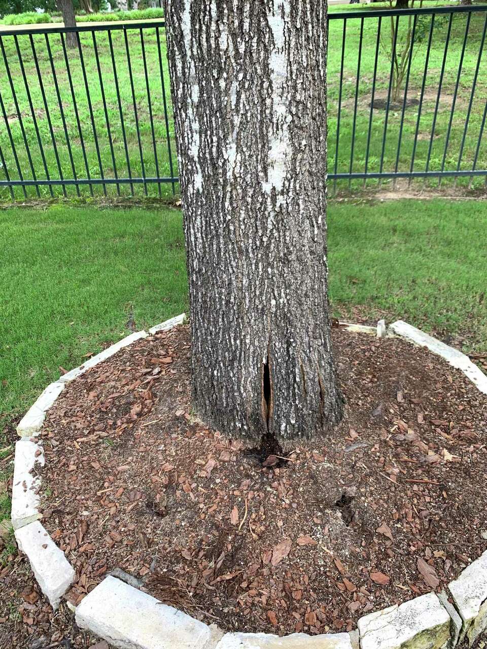 All the recent San Antonio rain left tomatoes vulnerable to sunscald