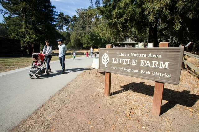 Steam trains, creeks and piglets: The secrets of Tilden Park