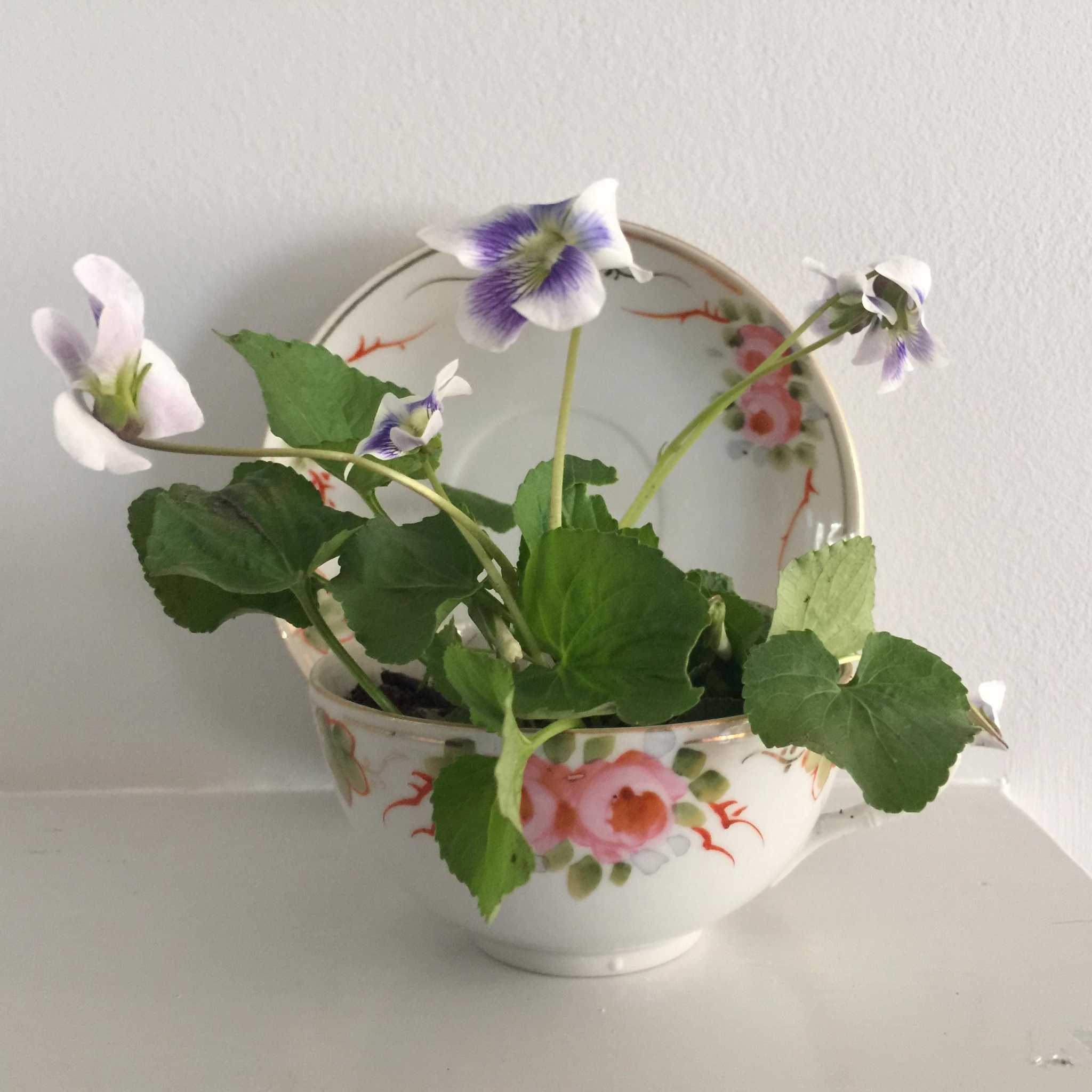 Wilton Historical Society receiver of $5,500 Elizabeth Raymond Ambler ...