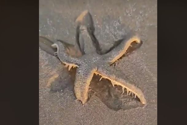 Massive starfish washes up on Texas shore. How big is it?