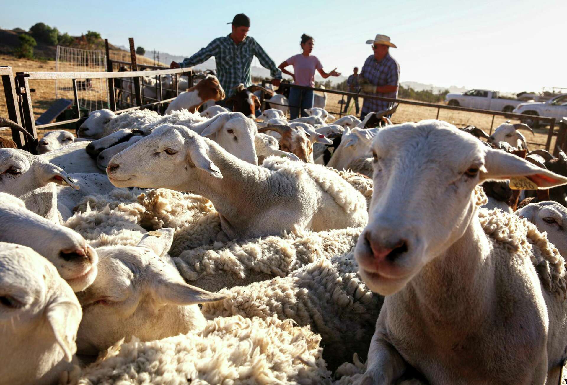 California overtime law could put sheep ranching operations that ...