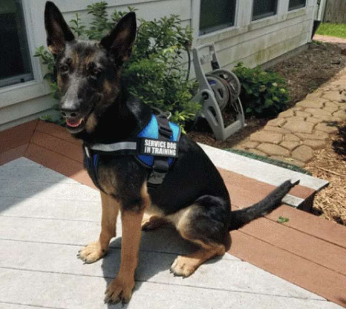 Rescue for PTSD helping train service dogs for veterans at Tomball VFW