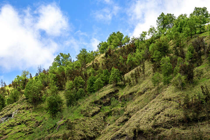 A Hawaii hike in one of the most endangered forest types on Earth ...