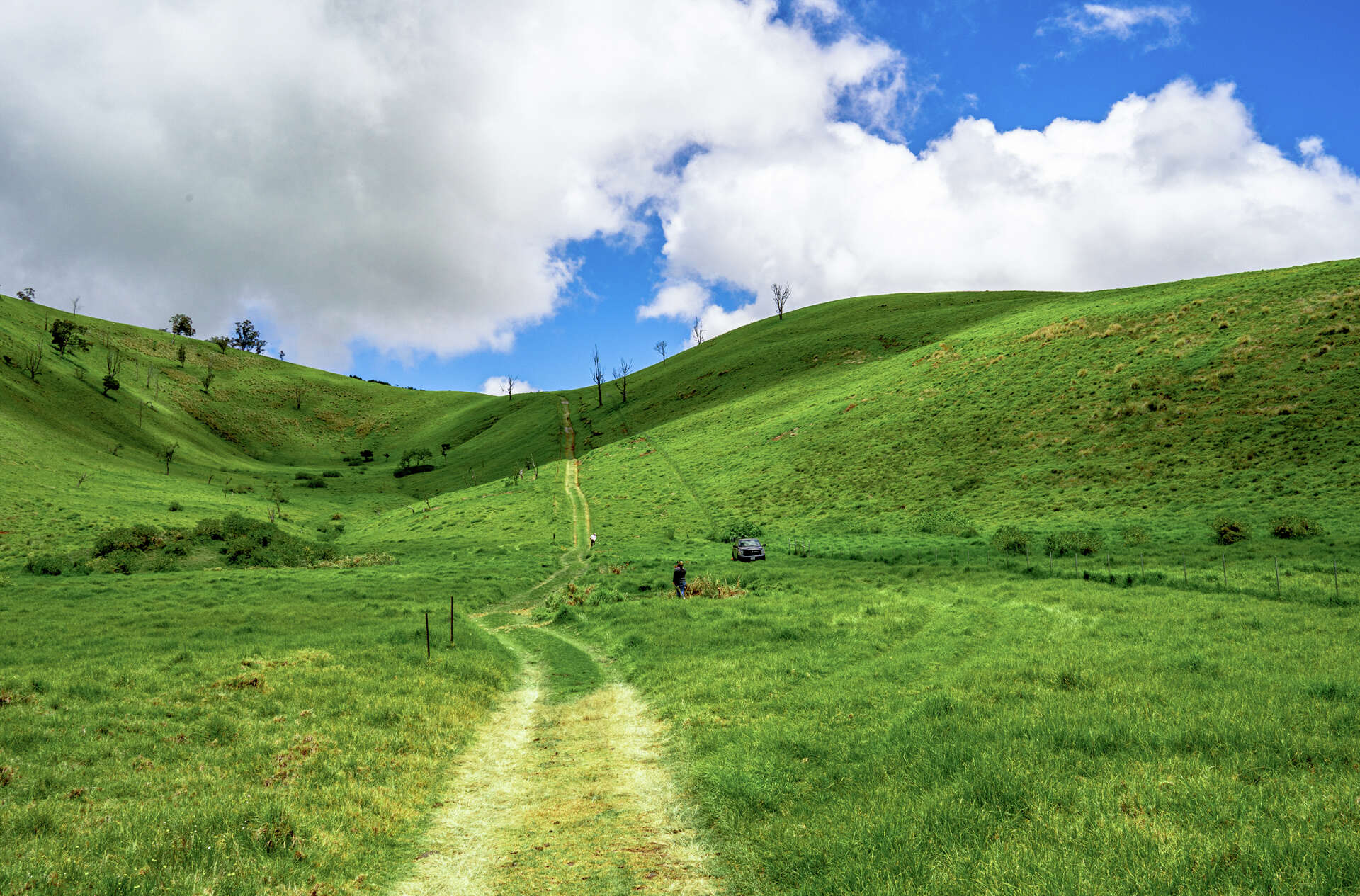 A Hawaii hike in one of the most endangered forest types on Earth ...