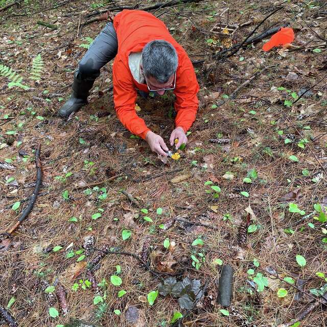 It's a magical year for mushrooms