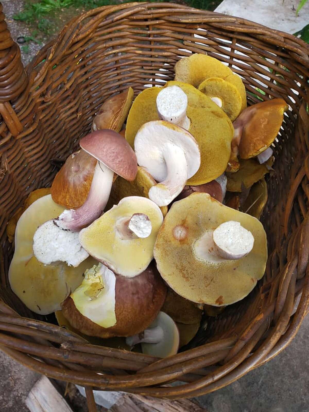 It's a magical year for mushrooms