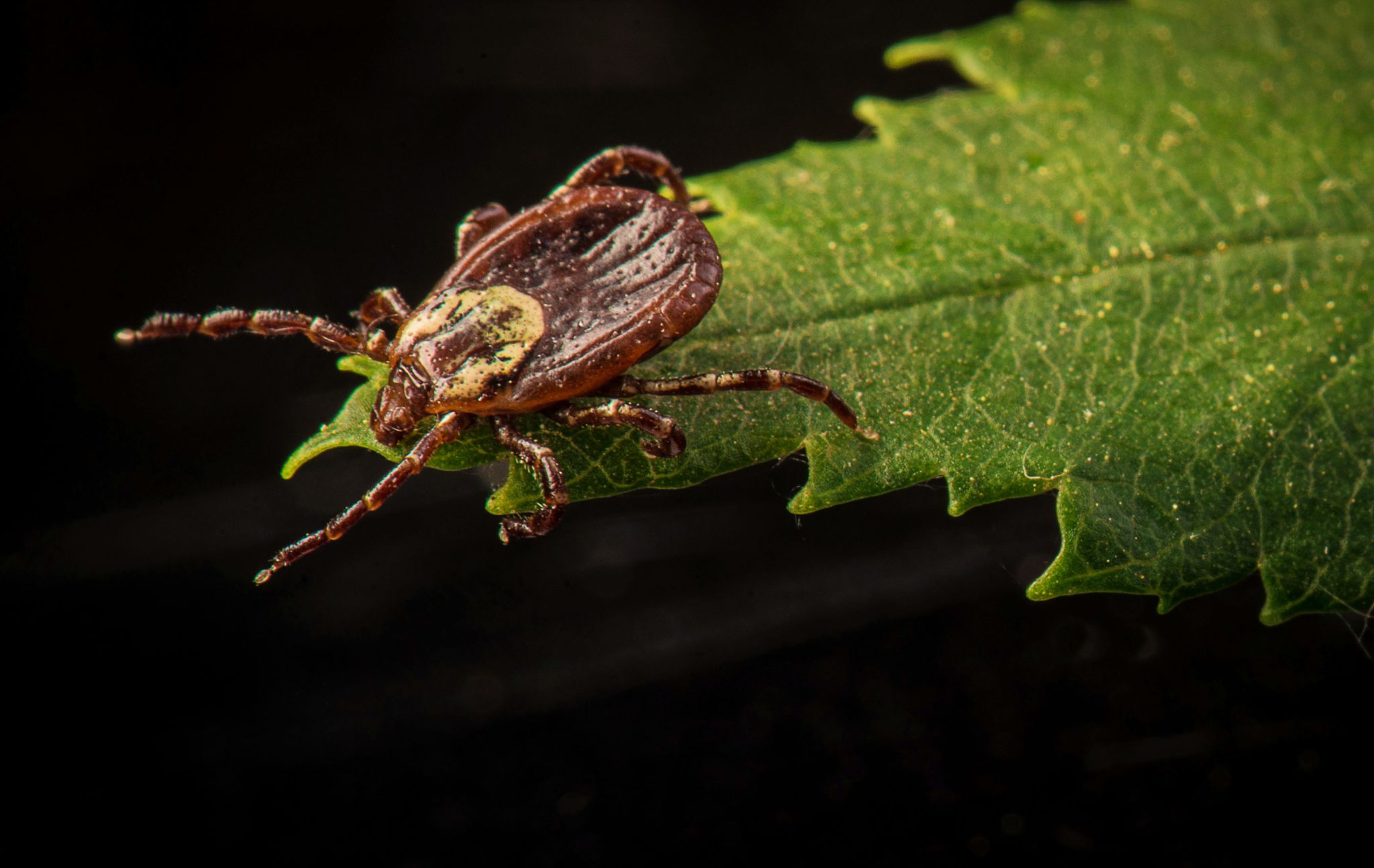 There’s an upsurge of ticks in Michigan. Here’s what you can do about it.