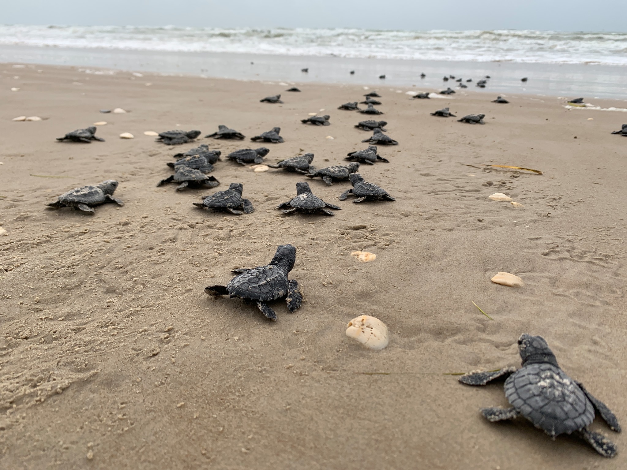 Padre Island sets new dates for sea turtle hatchling release