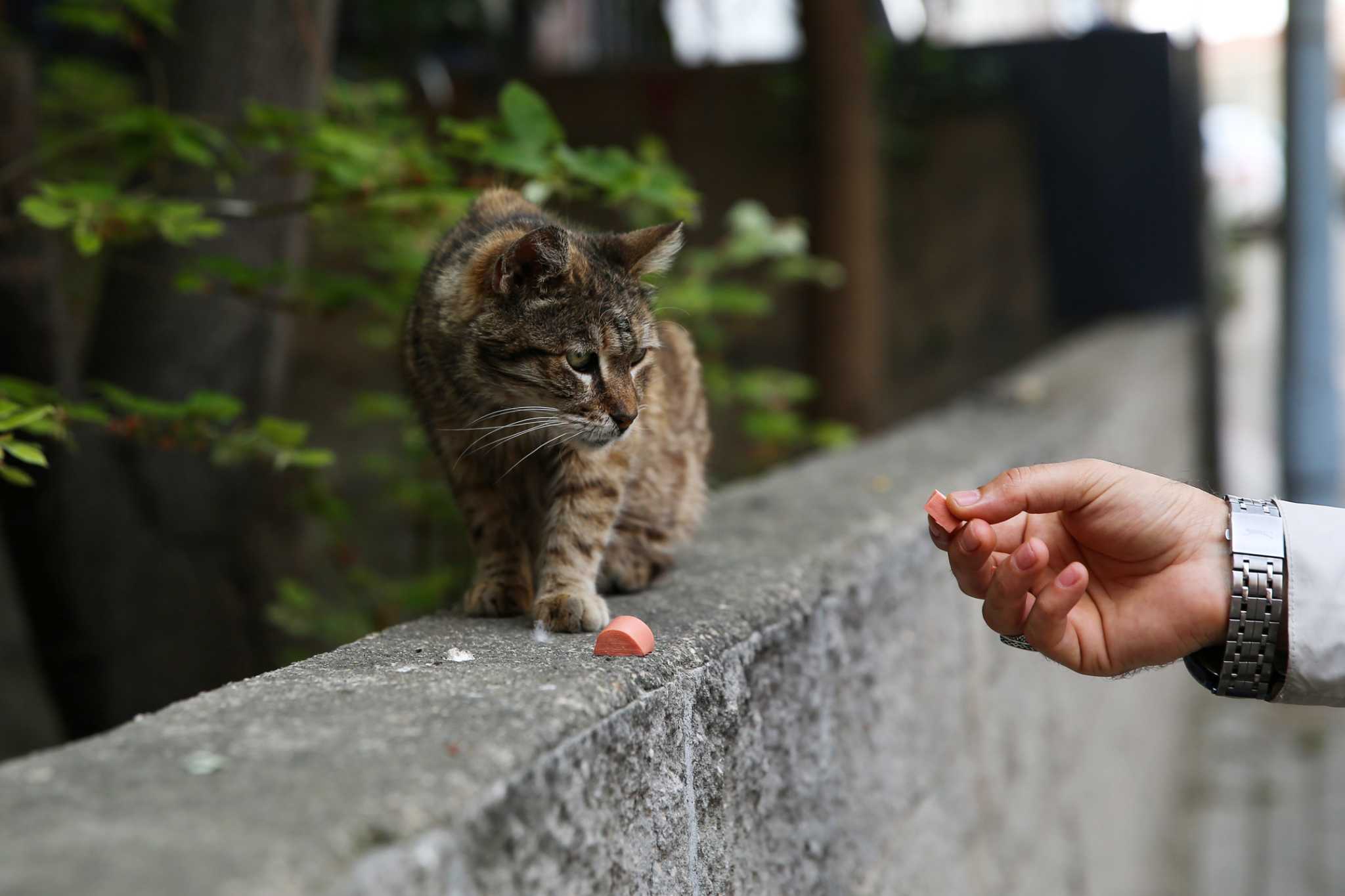 It’s kitten season: Feral cats are on the rise