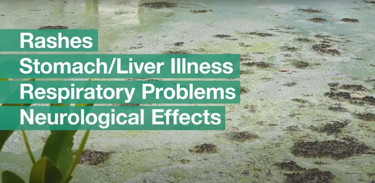 Harmful algal bacteria in Michigan water, may threaten human and animal ...