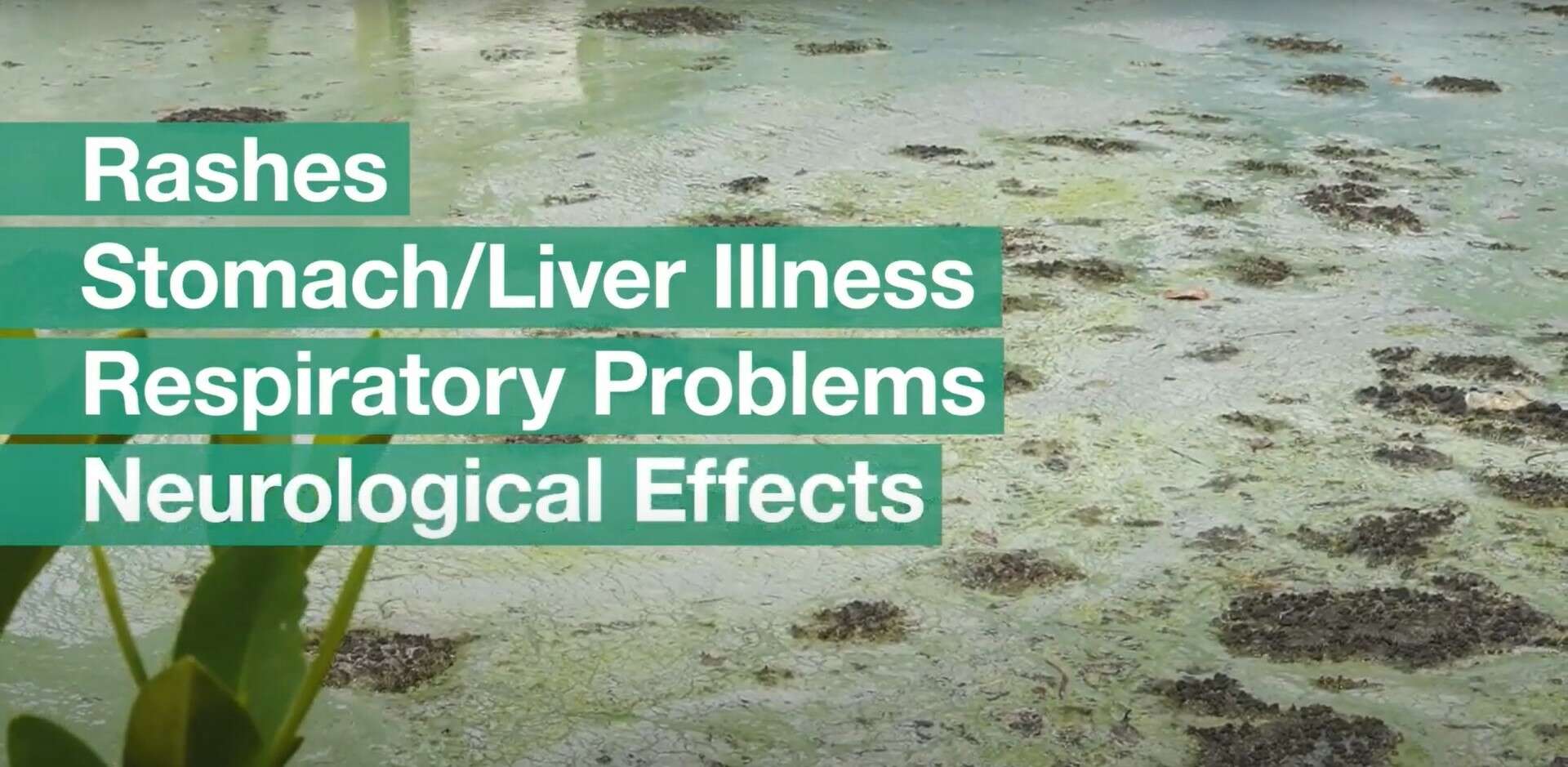 Harmful algal bacteria in Michigan water, may threaten human and animal ...