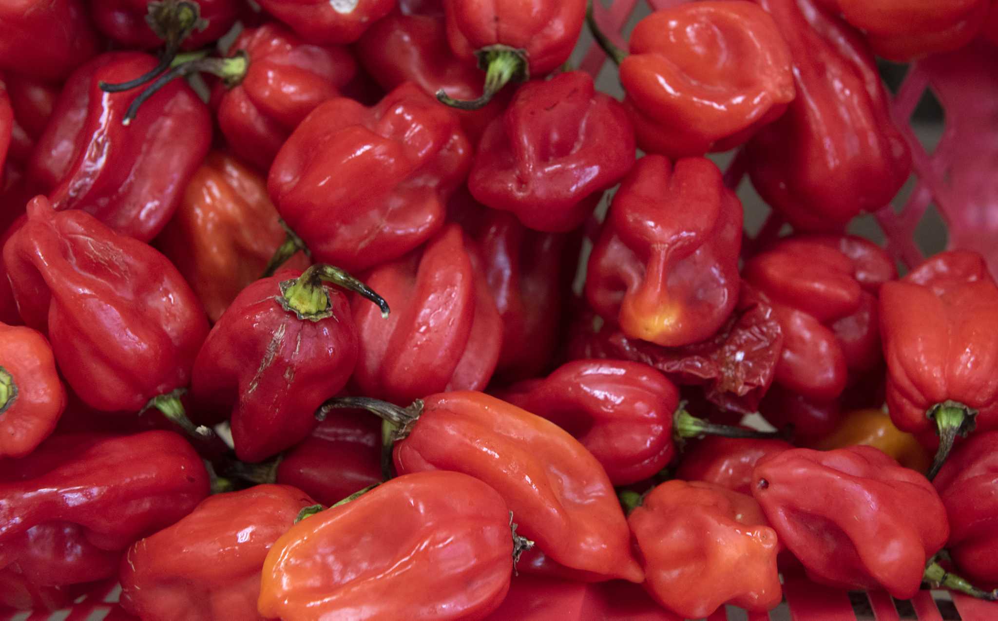 A hotbed of hot peppers blossoms for Schenectady's West Indian culture