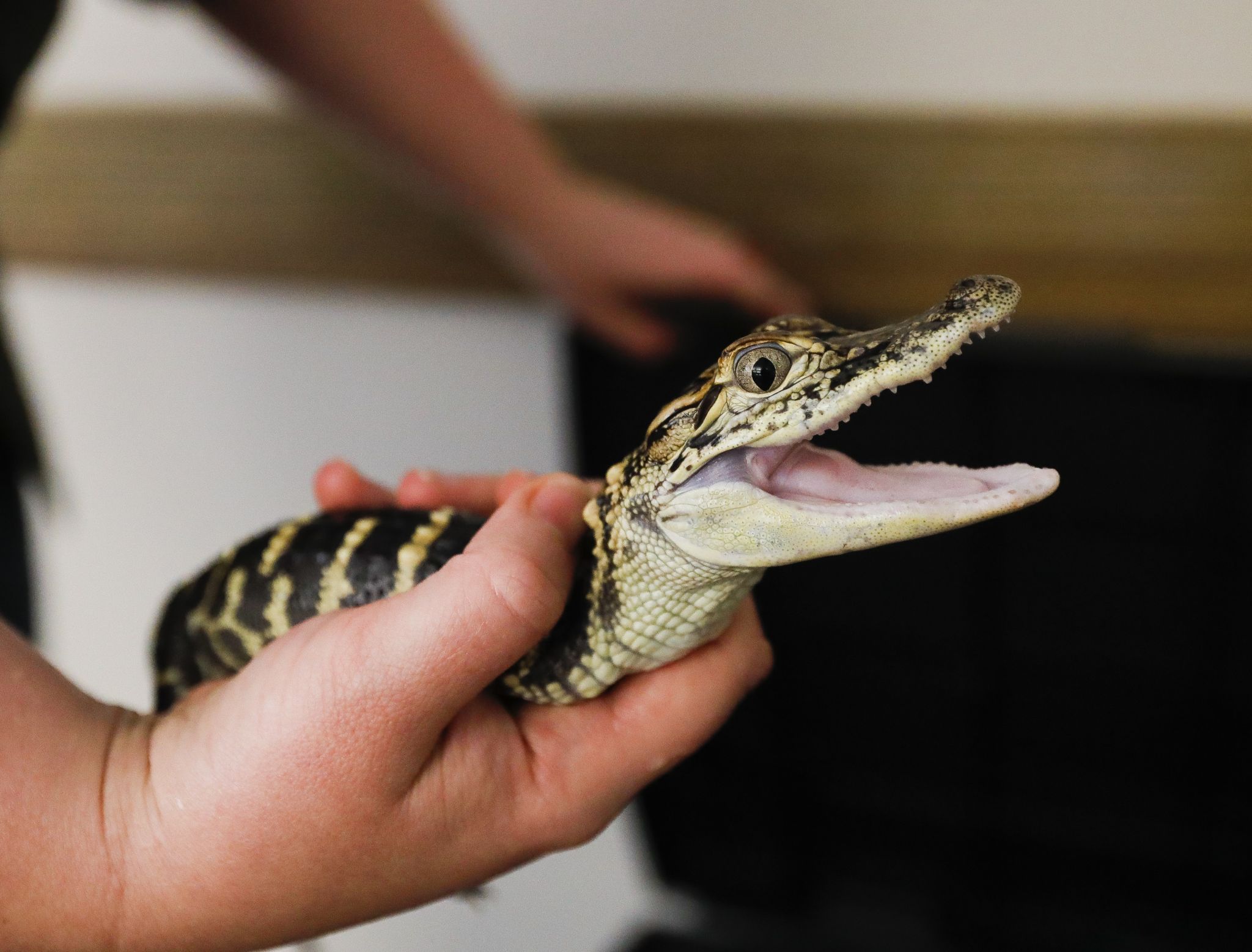 All About Alligators