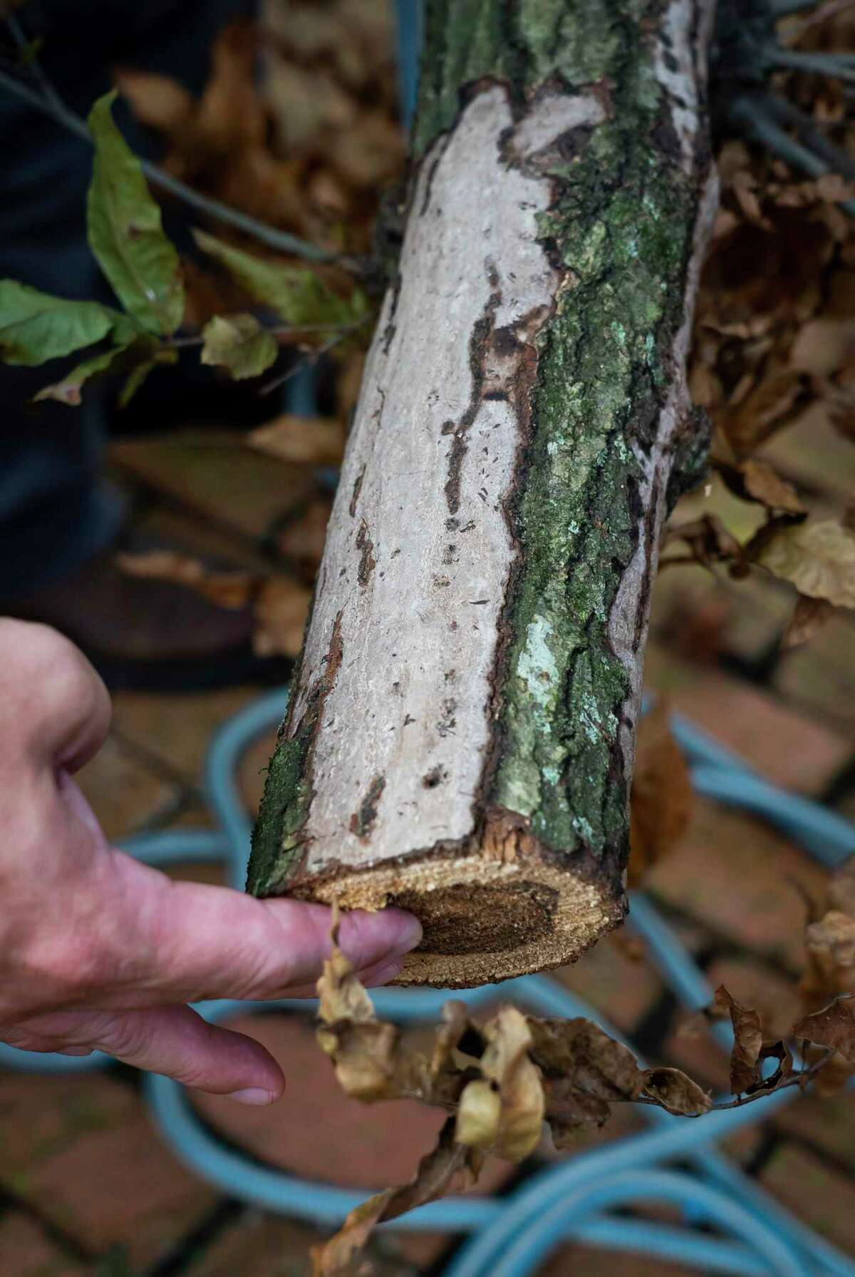 February's deadly freeze gives rise to zombie trees across Texas