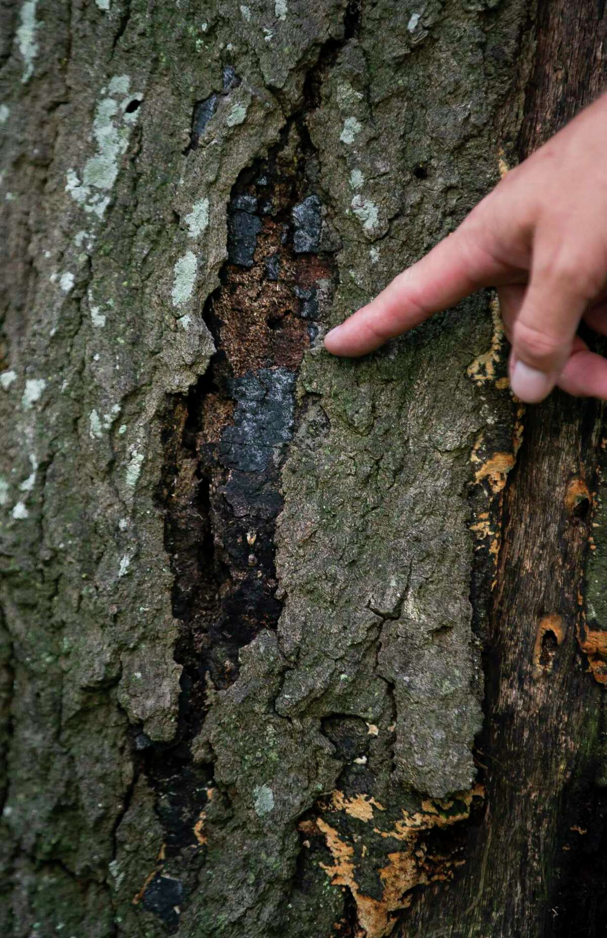 February's deadly freeze gives rise to zombie trees across Texas