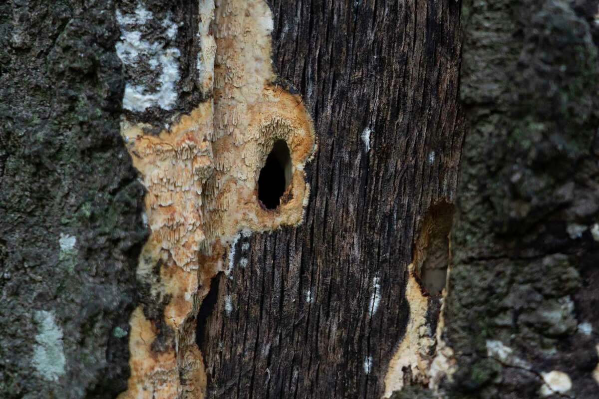 February's deadly freeze gives rise to zombie trees across Texas