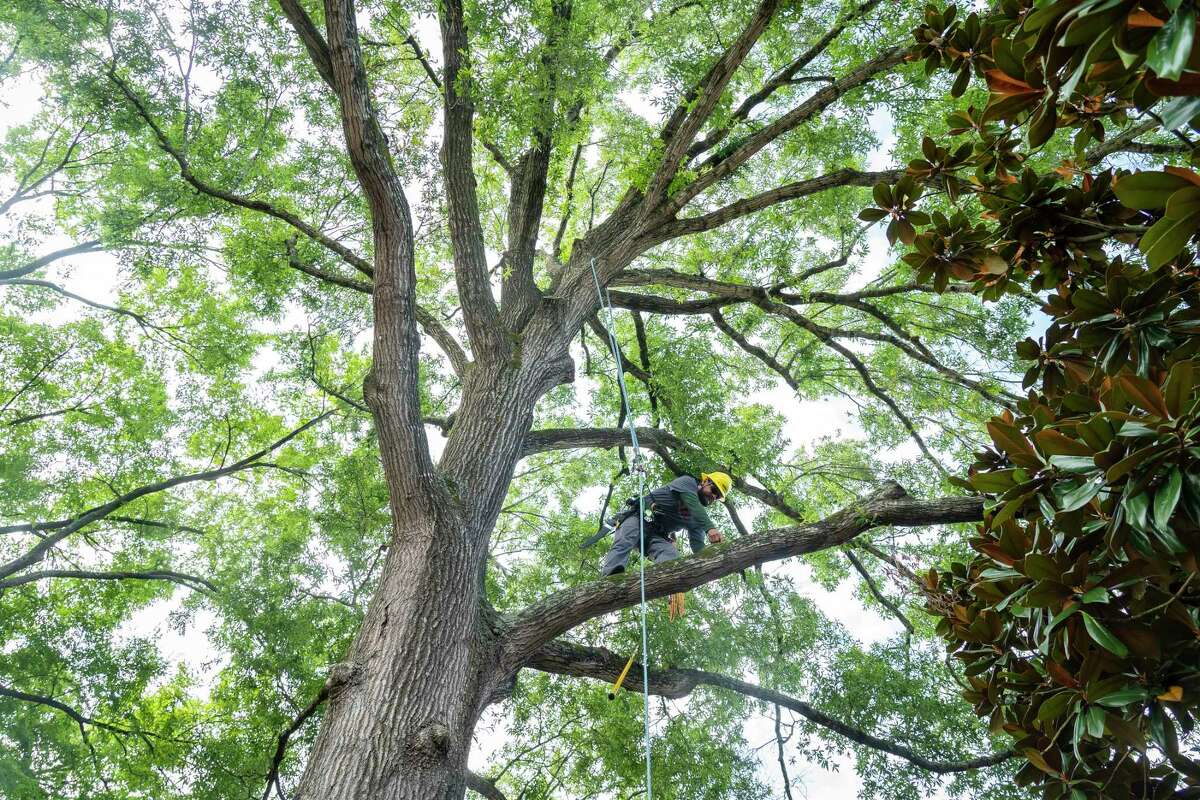 February's deadly freeze gives rise to zombie trees across Texas