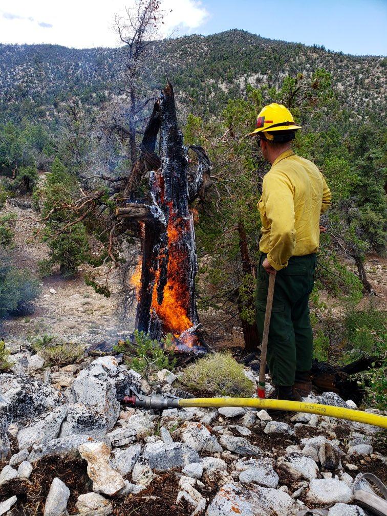 Dramatic images, video show what happens when lightning torches a tree