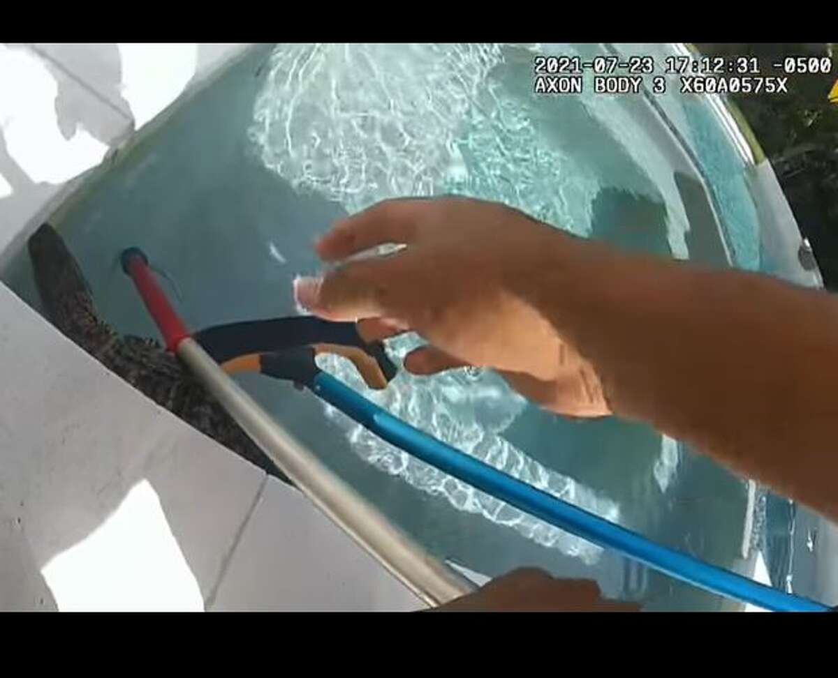 Houston-area police department arrest baby alligator for 'swimming ...