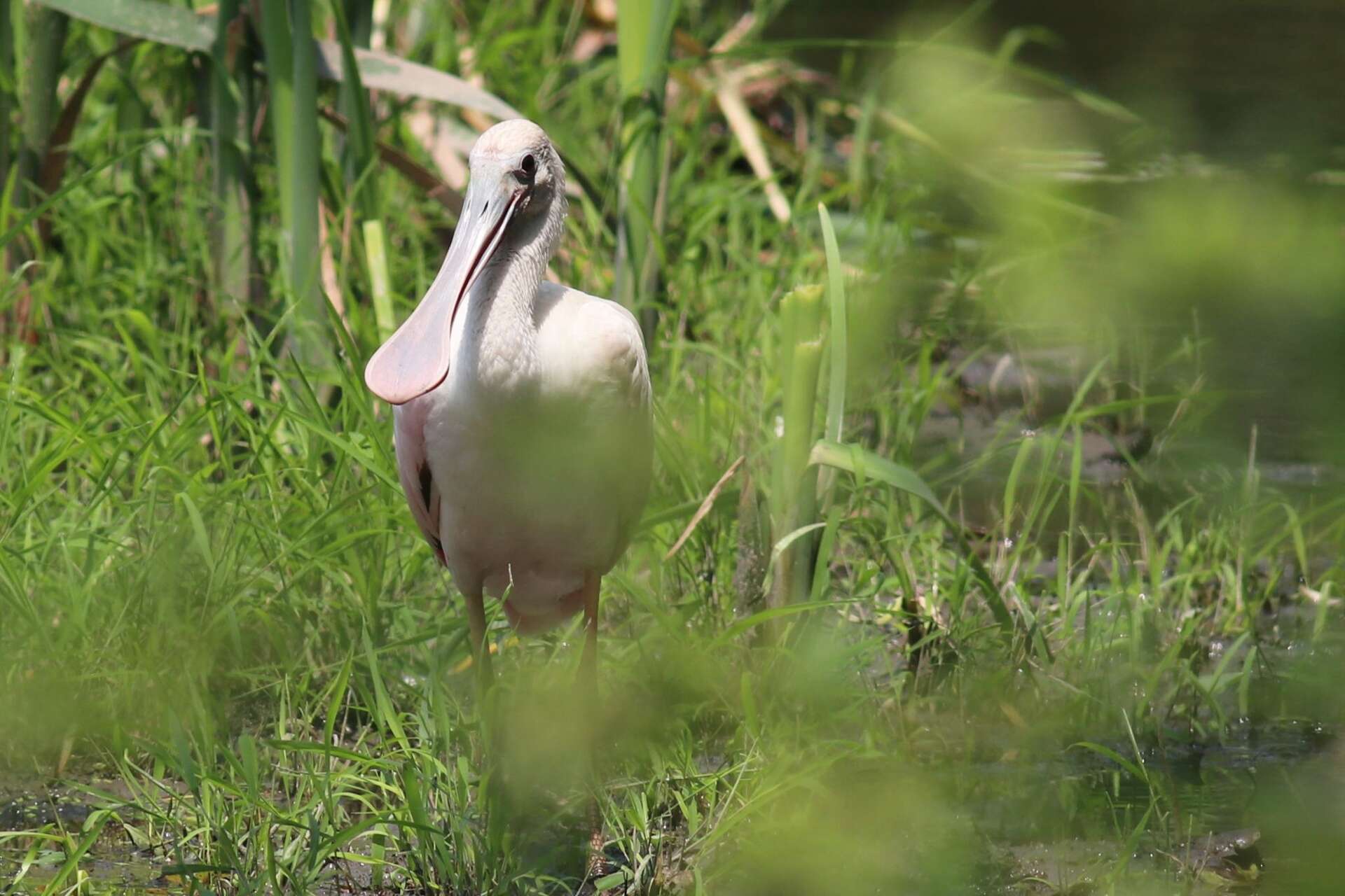 Rare flamingo-like bird sighting in Dutchess County