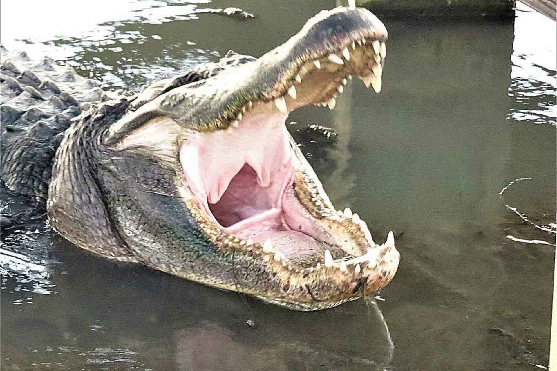 Meet Boots, the well-known alligator in Port Aransas