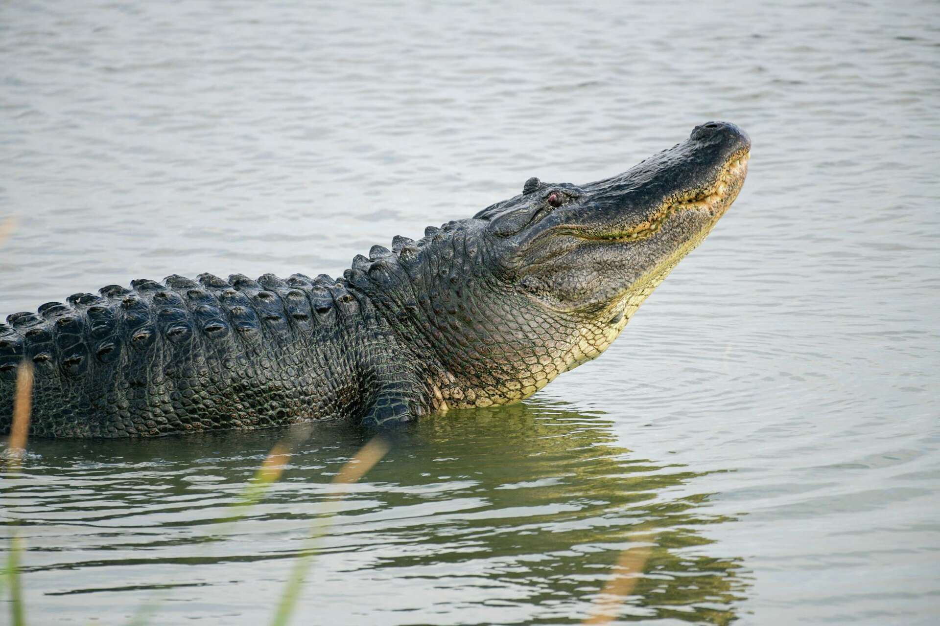 Resident alligator Boots leaves home in Port Aransas