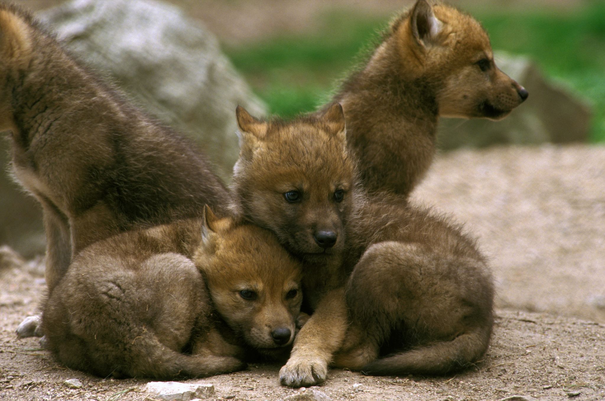 2 wolf pups killed from helicopter in Oregon after 'chronic' cattle ...