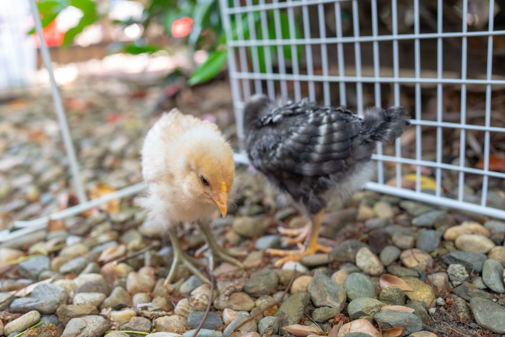 Abandoned chickens at a Safeway point to how the pet chicken trend is ...