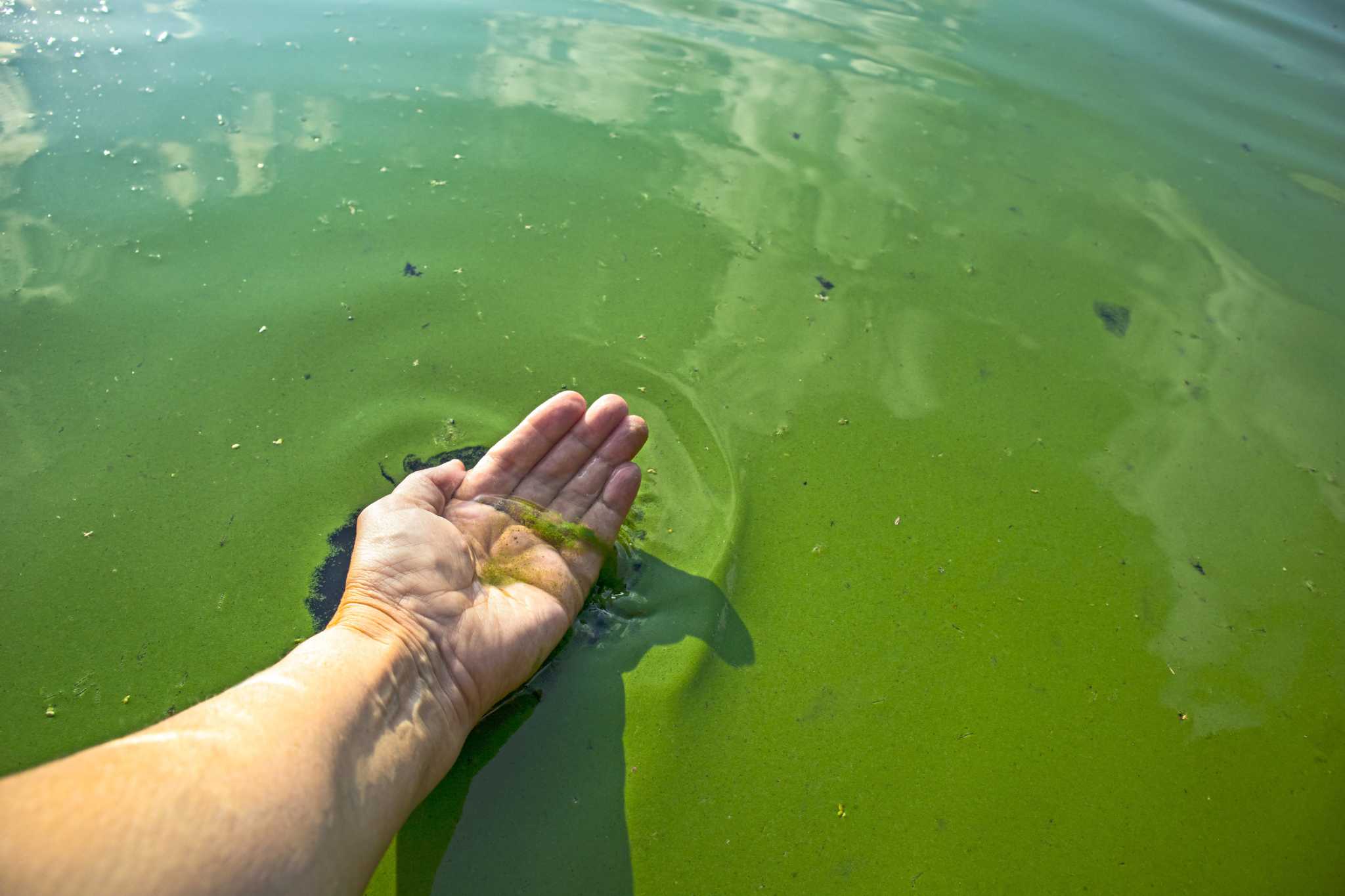 MDHHS offers tips for identifying, avoiding harmful algal blooms