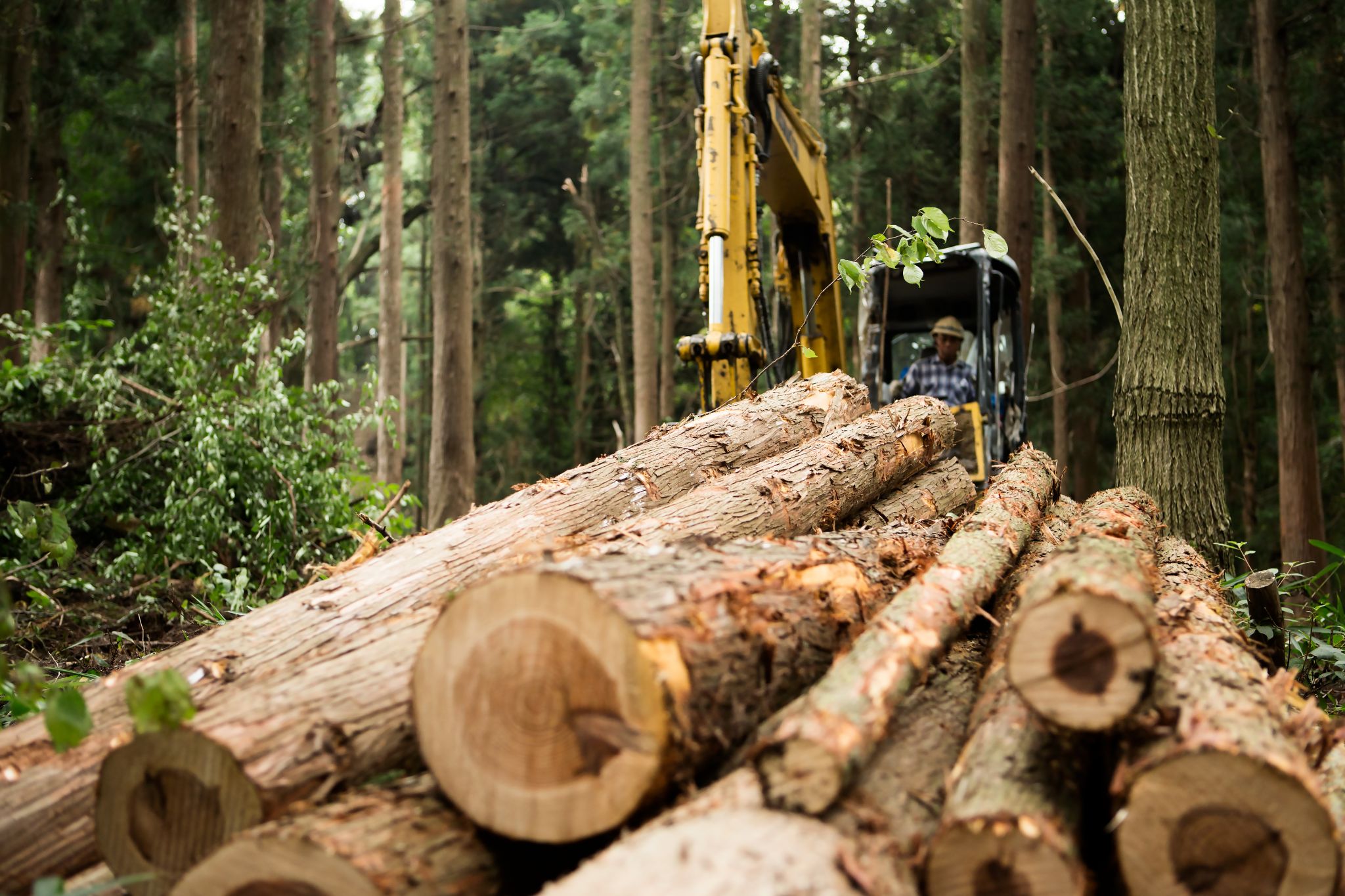 Forests fuel jobs across the state