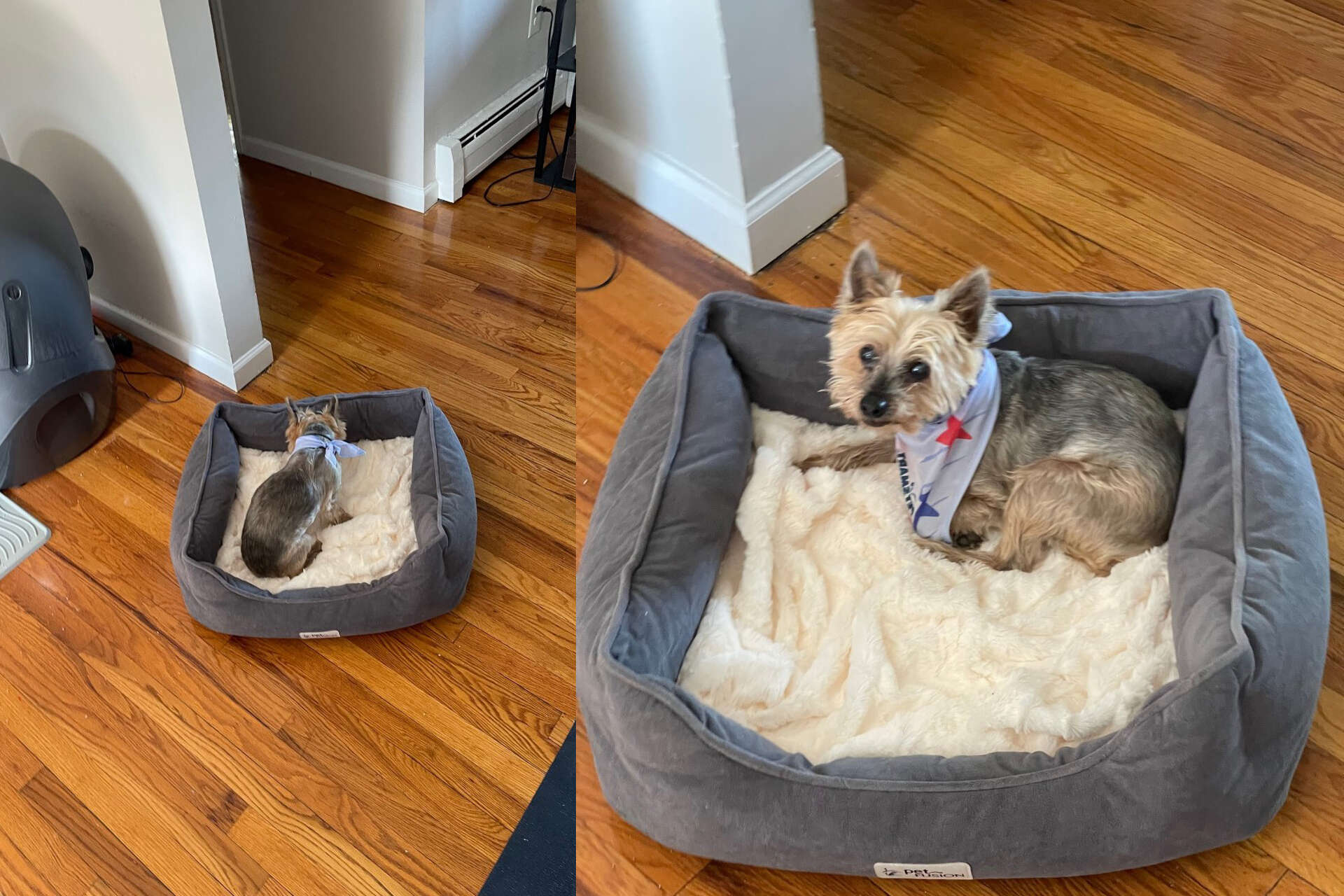 This PetFusion cuddle bed is perfect for my anxious senior dog