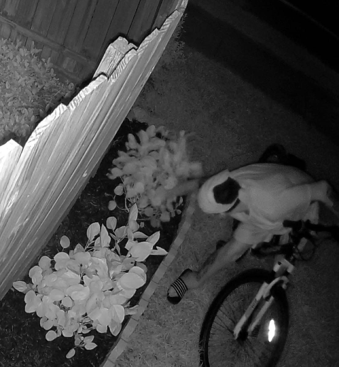 Cameras may have caught the person who was repeatedly taking plants ...