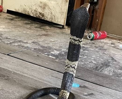 Loose venomous cobra in Texas won't come to San Antonio, officials say