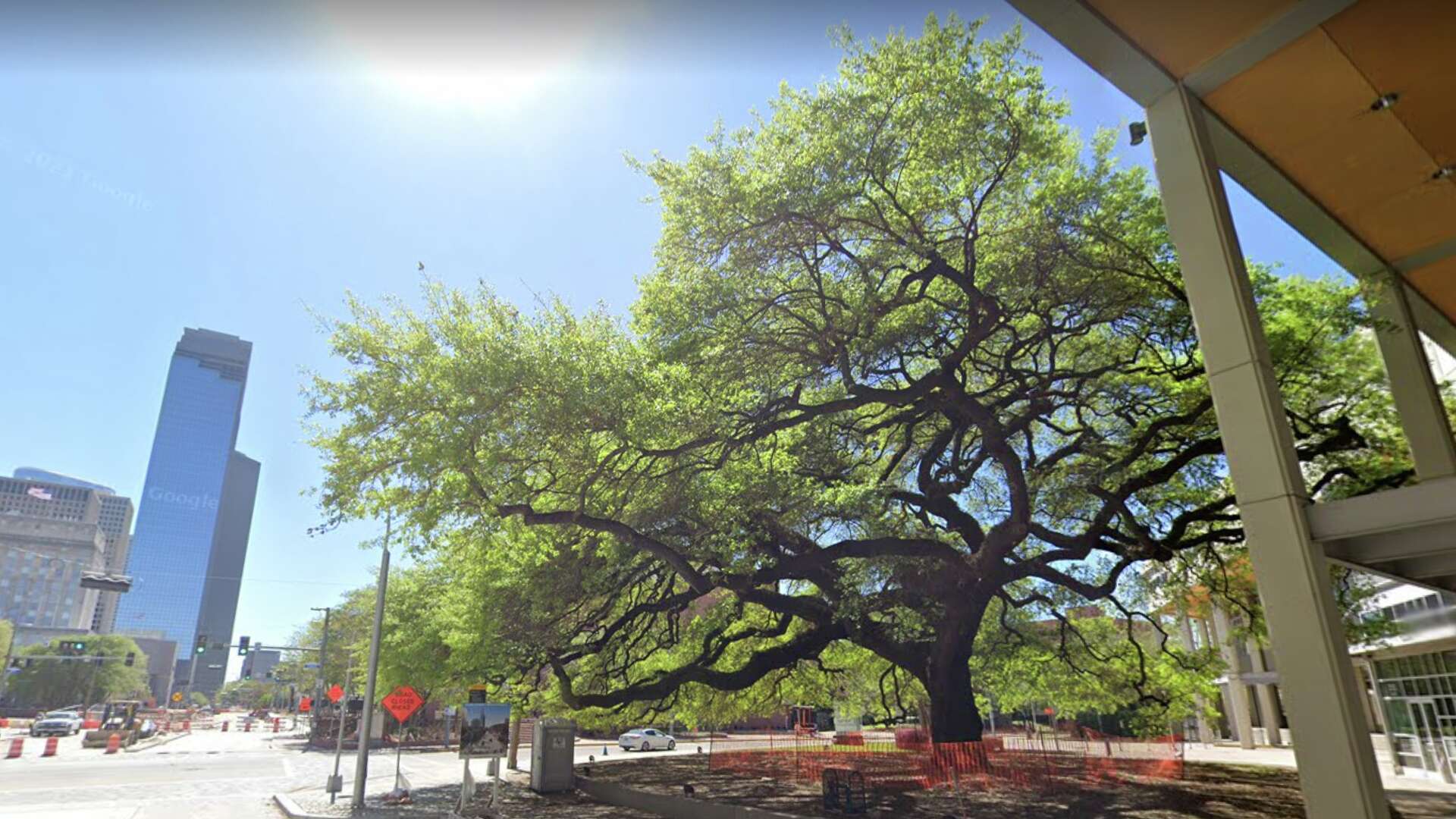 How Houston's oldest tree gained a false reputation for evil