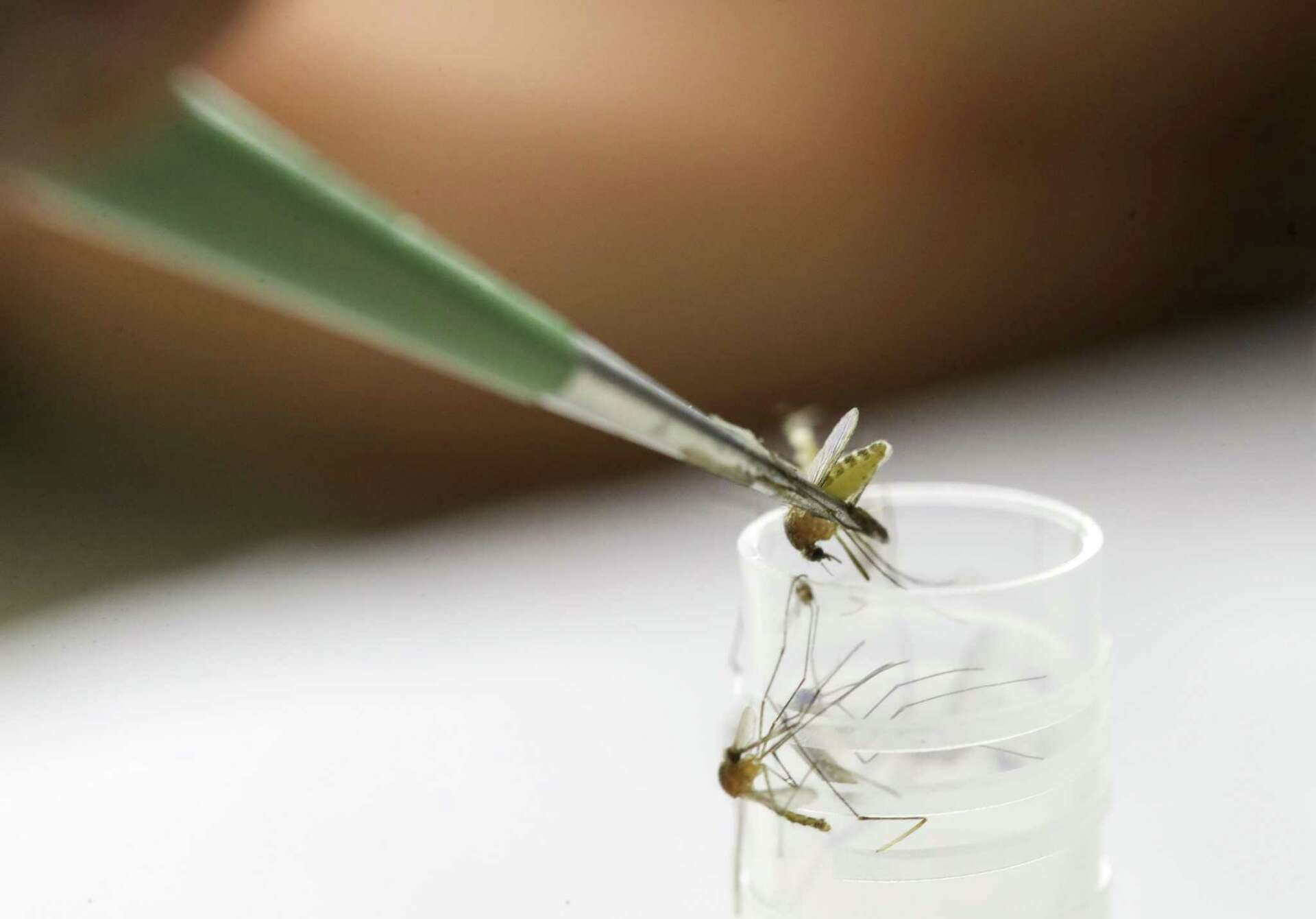 Mosquito sample collected in Houston tests positive for West Nile