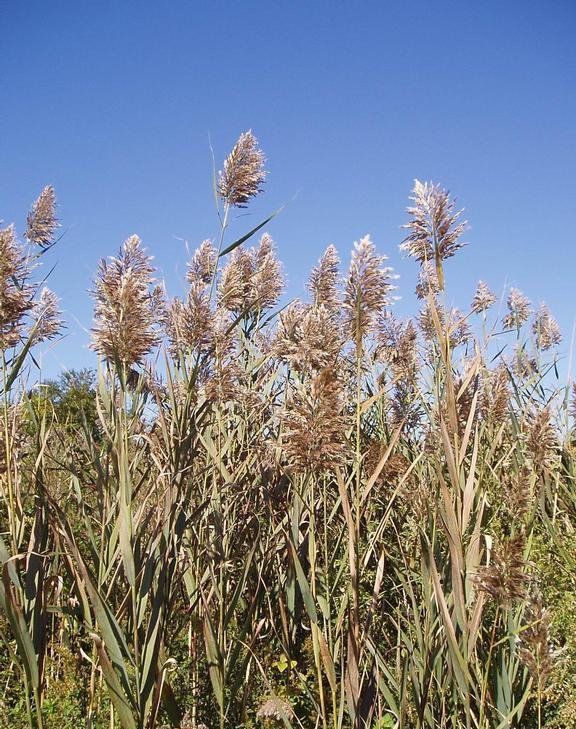 Environmentalist: Giant grass threatens local ecosystems