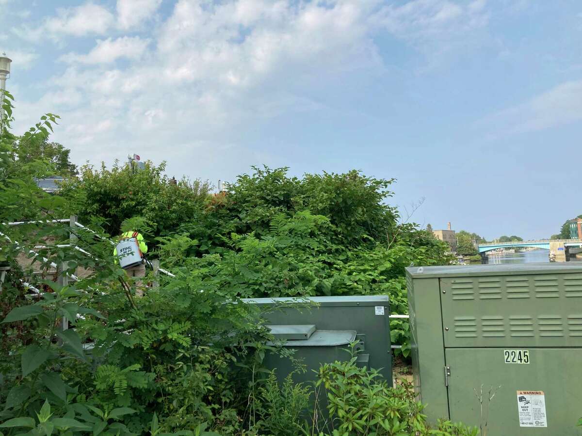 Manistee's Riverwalk sees special attention to invasive takeover